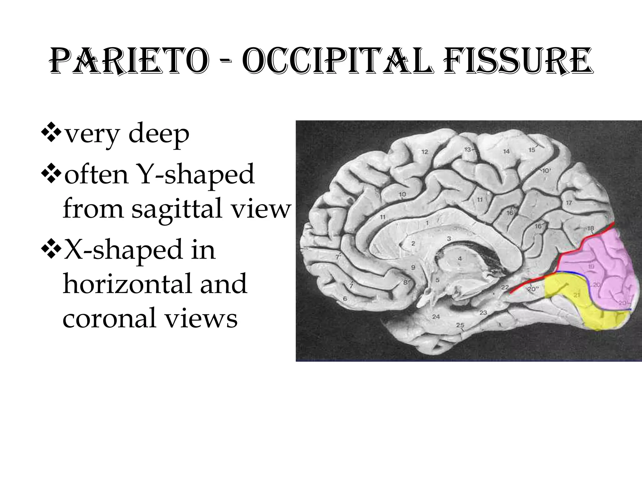 Anatomy of brain sulcus and gyrus - Dr.Sajith MD RD | PPTX