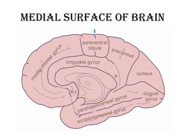 Anatomy of brain sulcus and gyrus - Dr.Sajith MD RD | PPTX | Brain and ...
