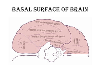 Anatomy of brain sulcus and gyrus - Dr.Sajith MD RD | PPTX