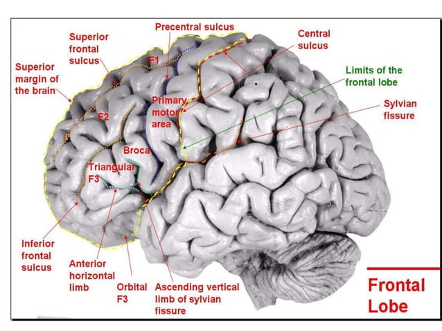 Anatomy of brain sulcus and gyrus - Dr.Sajith MD RD | PPTX | Brain and ...