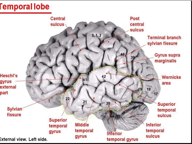 Anatomy of brain sulcus and gyrus - Dr.Sajith MD RD | PPTX | Brain and ...