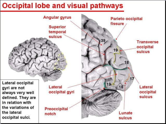 Anatomy of brain sulcus and gyrus - Dr.Sajith MD RD | PPTX | Brain and ...