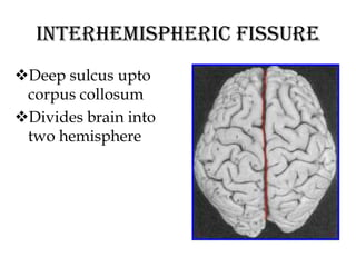 Anatomy of brain sulcus and gyrus - Dr.Sajith MD RD | PPTX