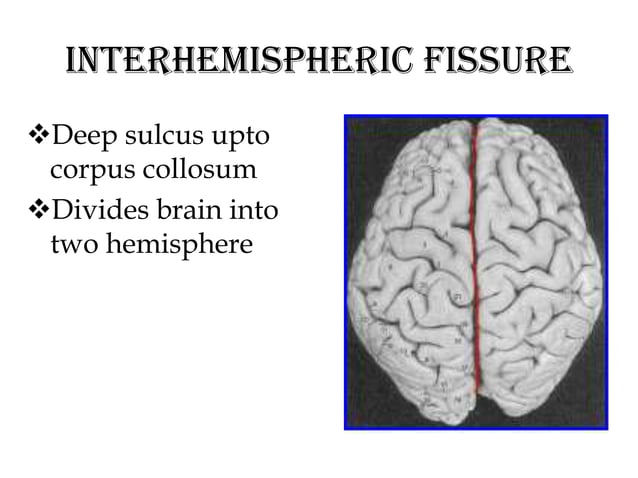 Anatomy of brain sulcus and gyrus - Dr.Sajith MD RD | PPTX | Brain and ...