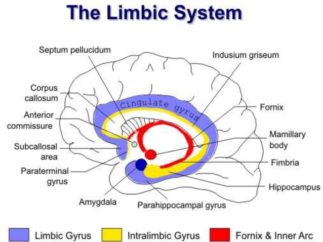 Anatomy of brain sulcus and gyrus - Dr.Sajith MD RD | PPTX | Brain and ...