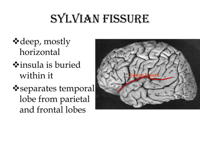 Anatomy of brain sulcus and gyrus - Dr.Sajith MD RD | PPTX | Brain and ...