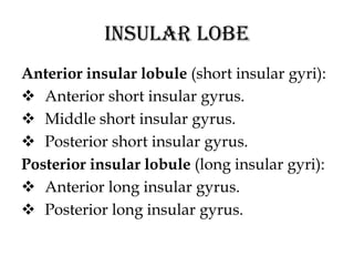 Anatomy of brain sulcus and gyrus - Dr.Sajith MD RD | PPTX