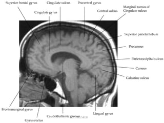 Anatomy of brain sulcus and gyrus - Dr.Sajith MD RD | PPTX
