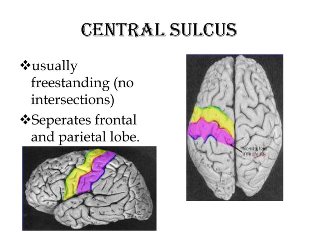 Anatomy of brain sulcus and gyrus - Dr.Sajith MD RD | PPTX | Brain and ...