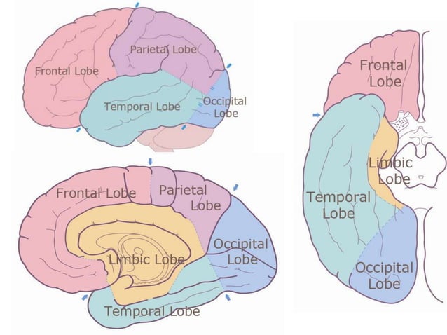 Anatomy of brain sulcus and gyrus - Dr.Sajith MD RD