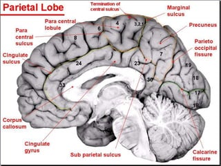 Cingulate Sulcus