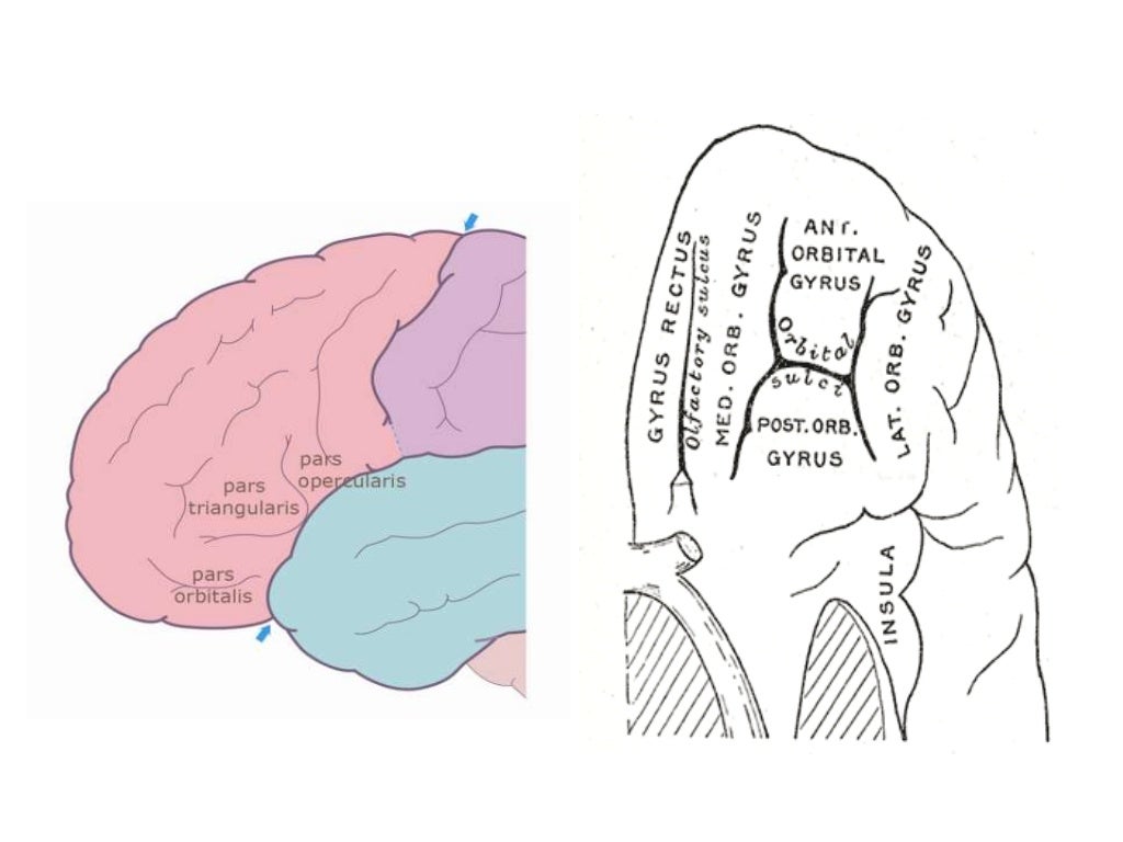 Anatomy of brain sulcus and gyrus - Dr.Sajith MD RD