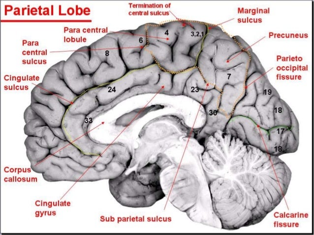 Anatomy of brain sulcus and gyrus - Dr.Sajith MD RD