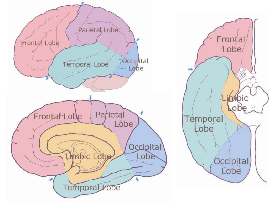 Anatomy of brain sulcus and gyrus - Dr.Sajith MD RD