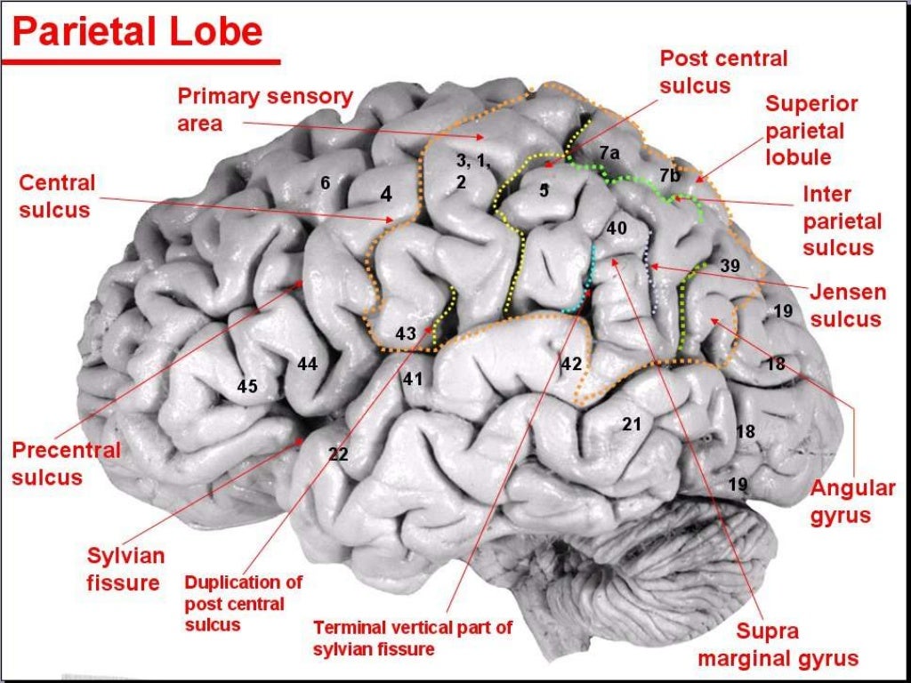 Anatomy of brain sulcus and gyrus - Dr.Sajith MD RD