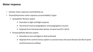 Brain anatomy | PPTX