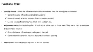 Brain anatomy | PPTX