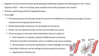 Brain anatomy | PPTX