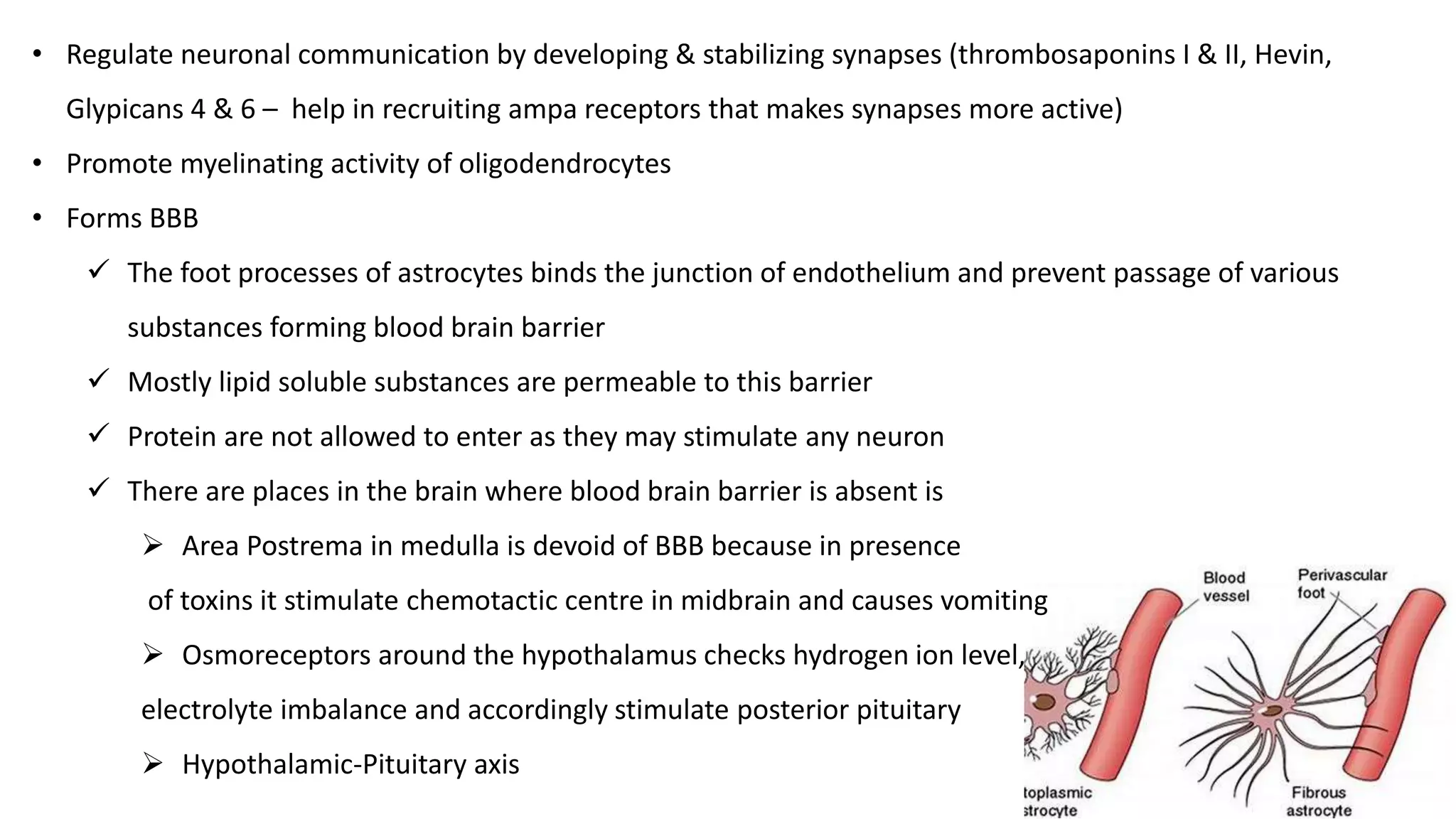 Brain anatomy | PPTX