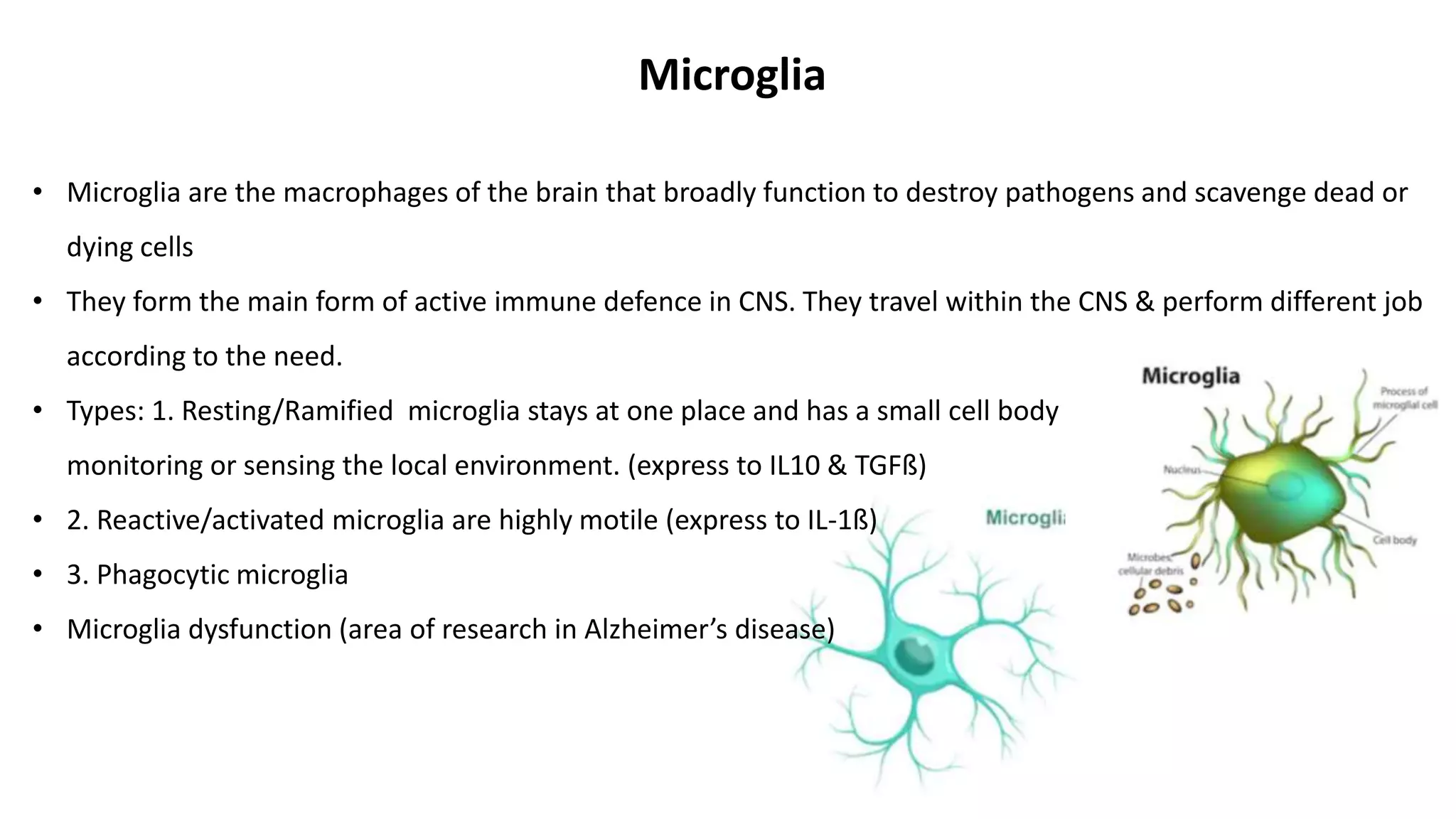 Brain anatomy | PPTX