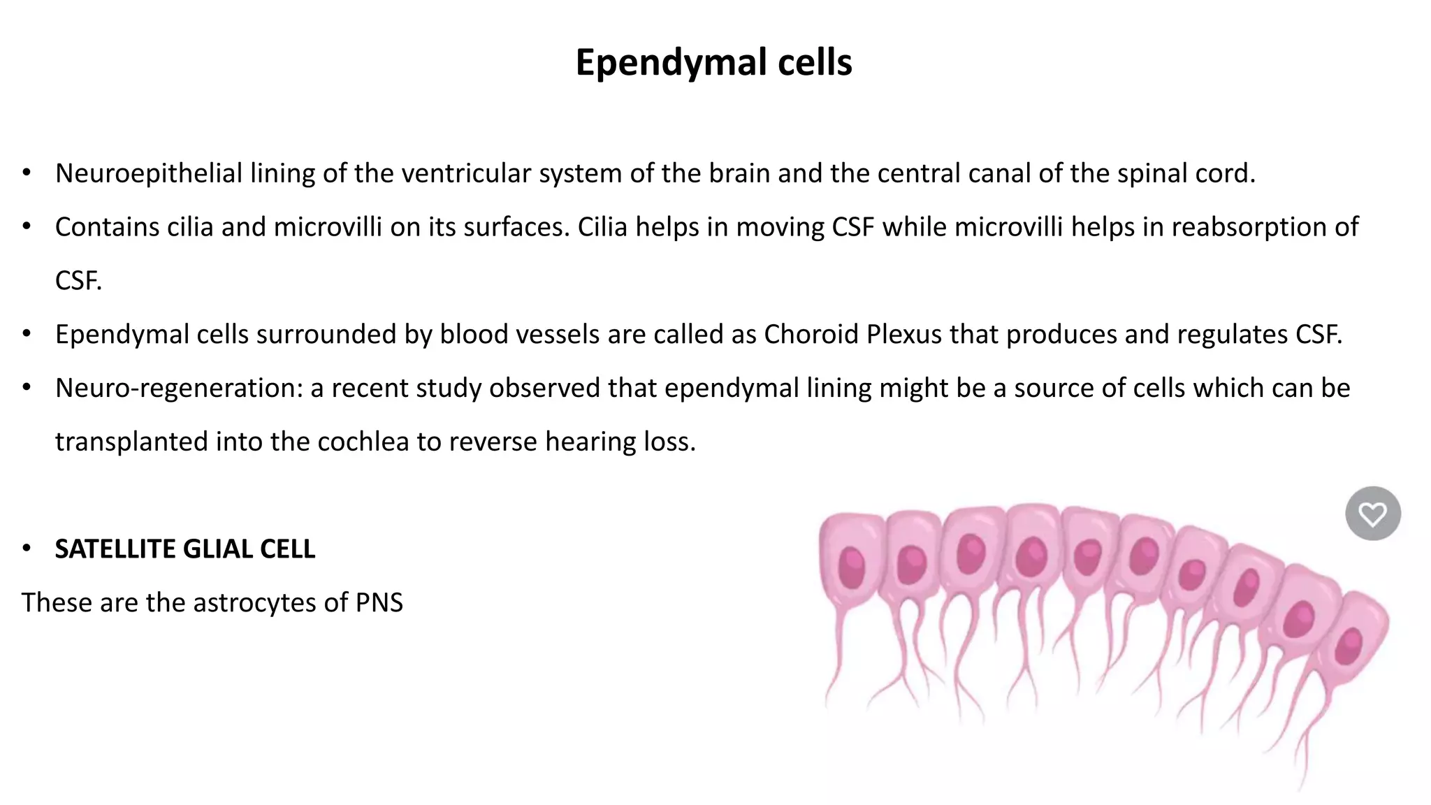 Brain anatomy | PPTX