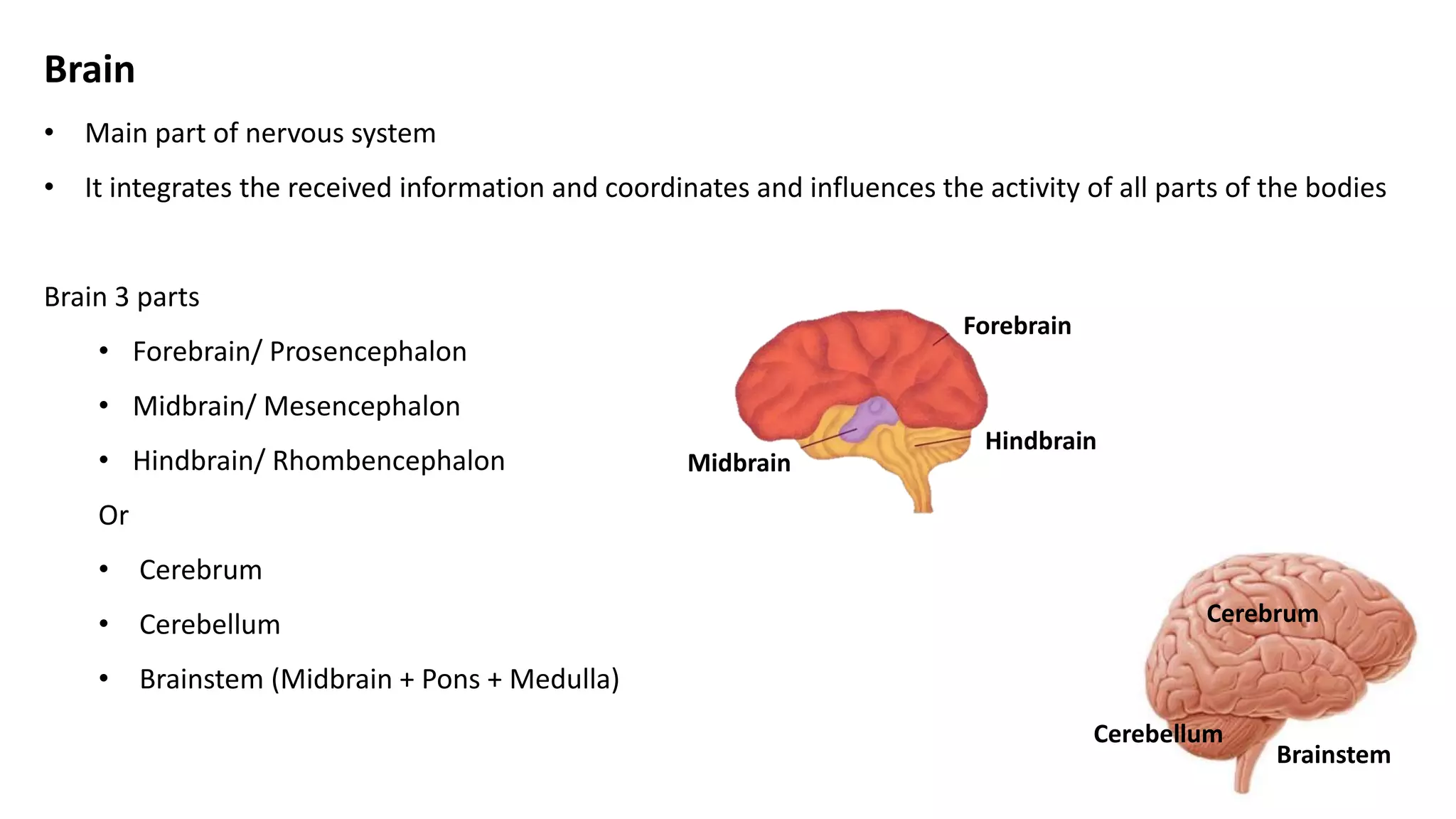Brain anatomy | PPTX