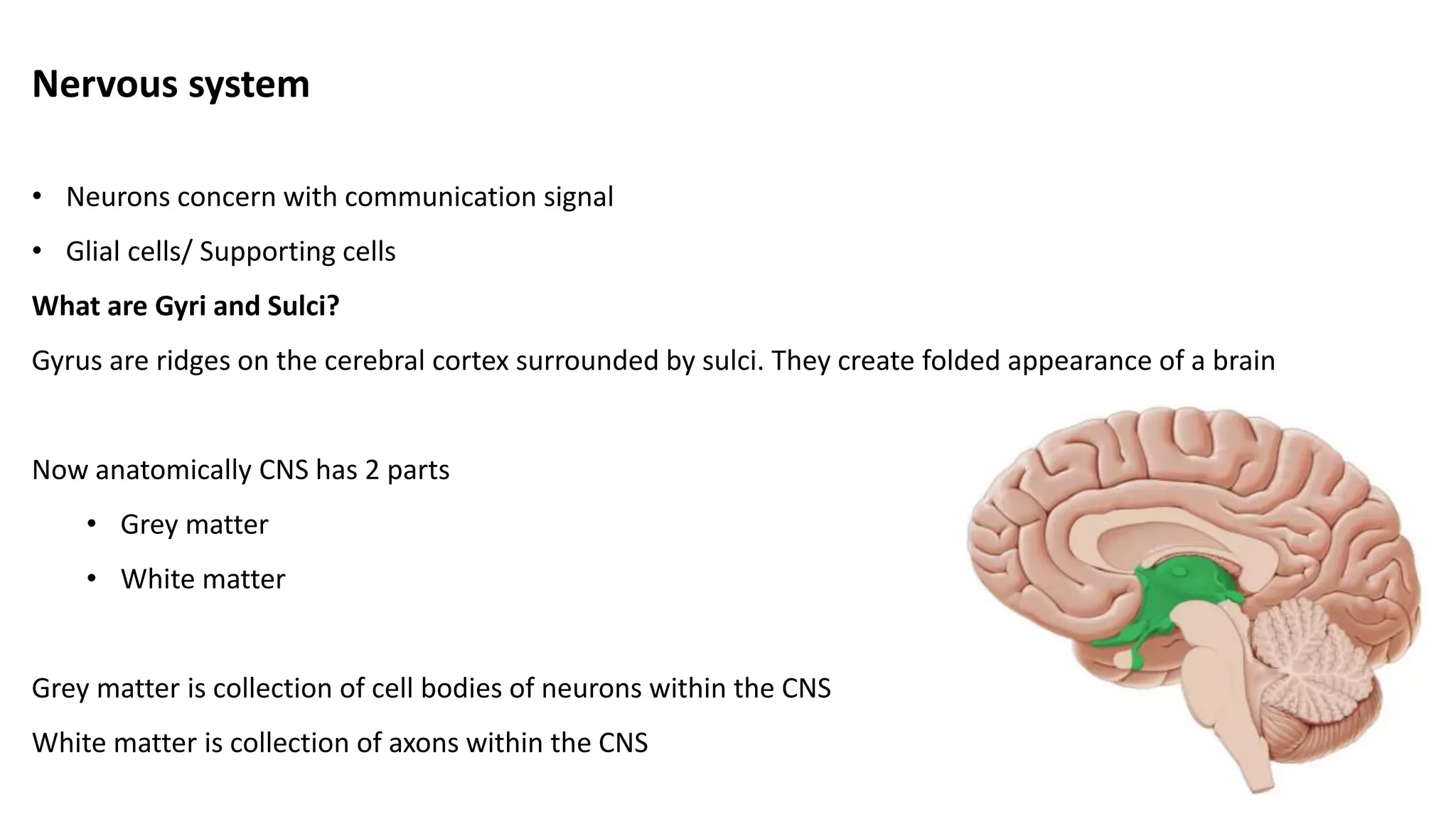 Brain anatomy | PPTX