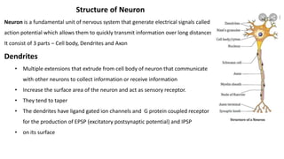 Brain anatomy | PPTX