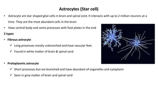 Brain anatomy | PPTX