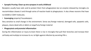 Brain anatomy | PPTX