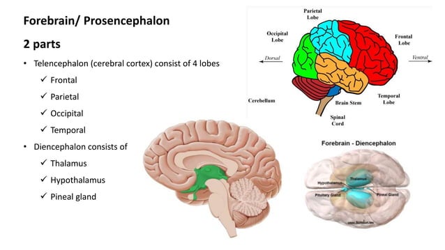 Brain anatomy | PPT