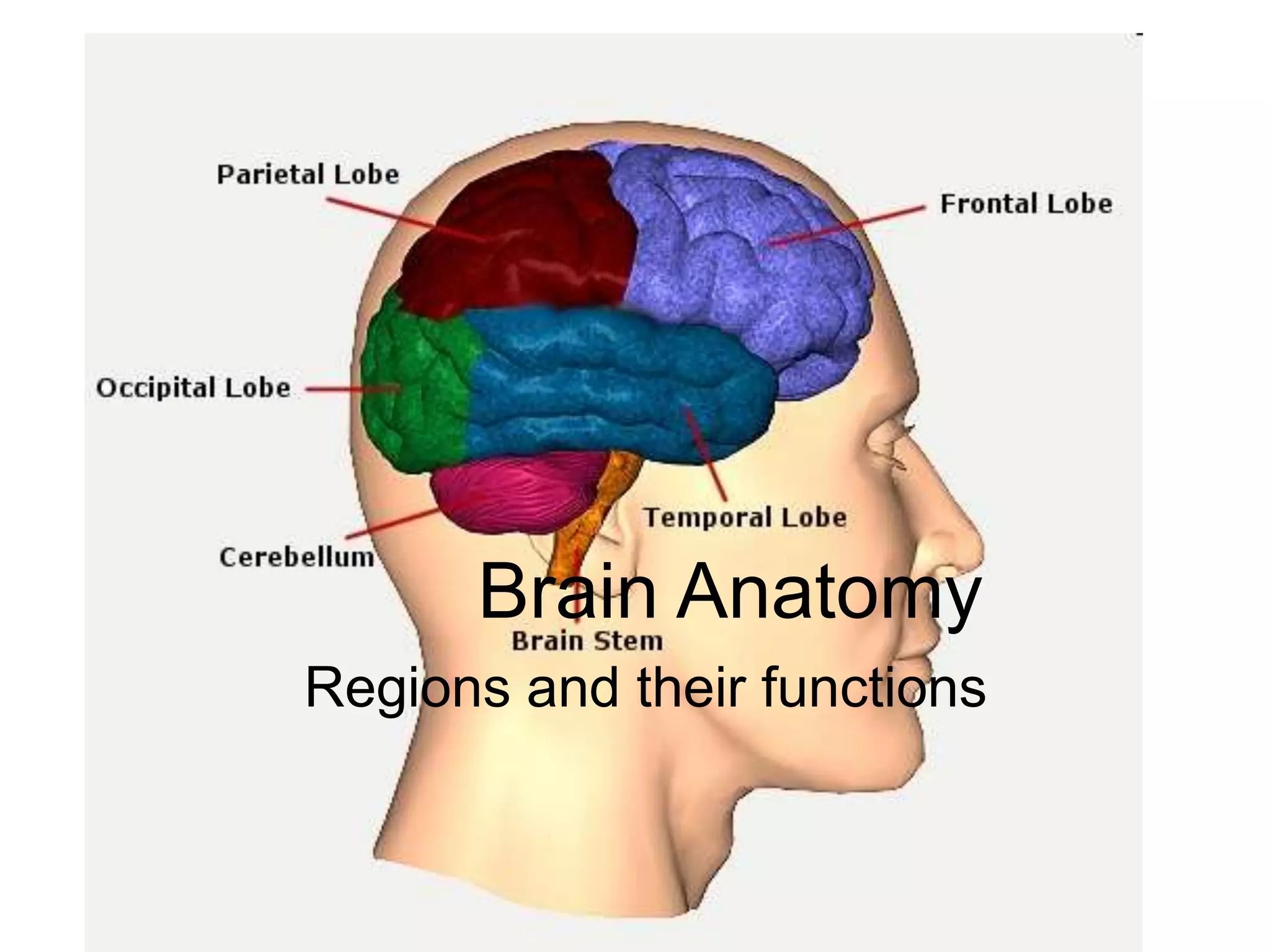 brain_anatomy.ppt