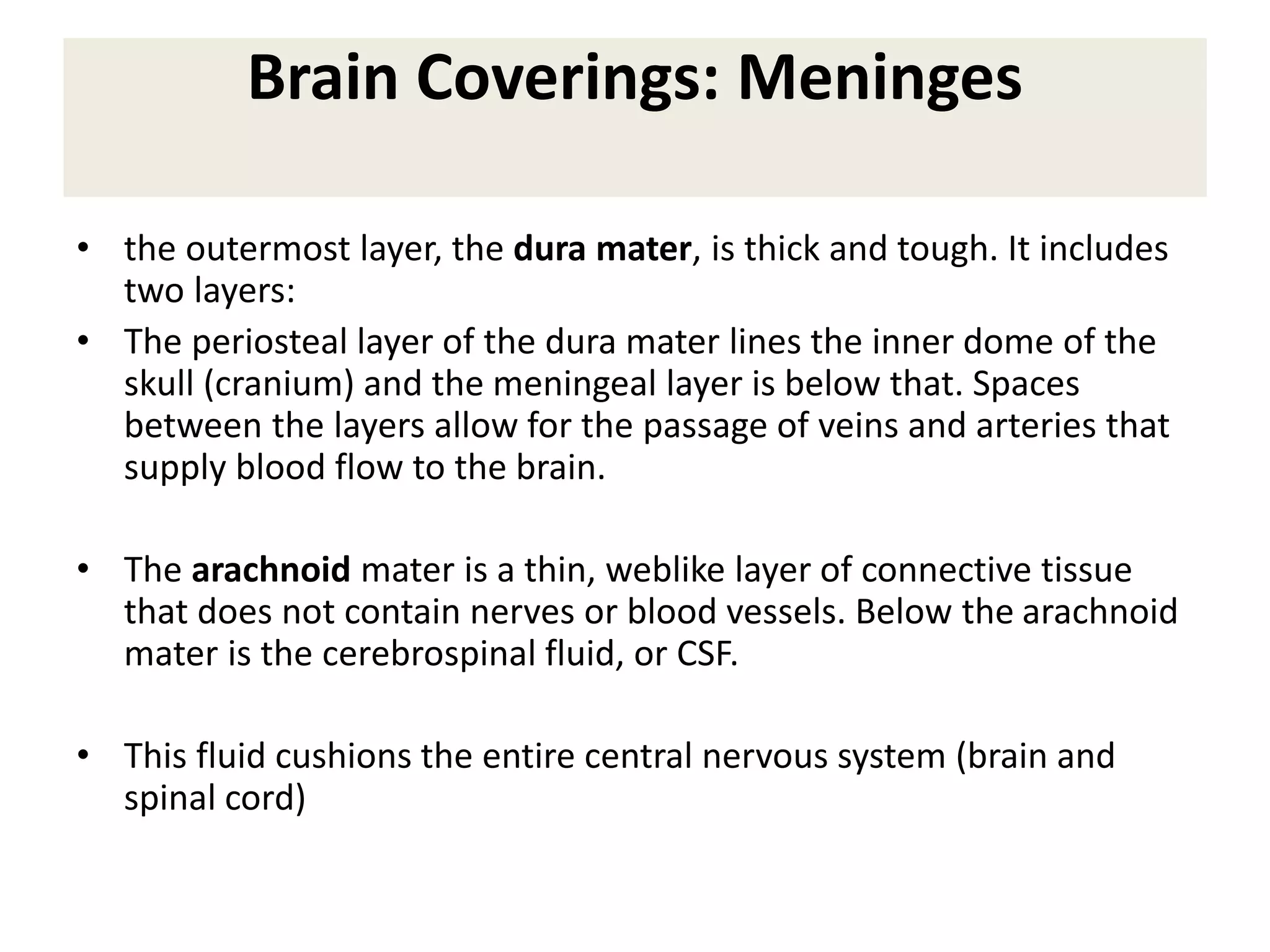 Brain anatomy.pptx