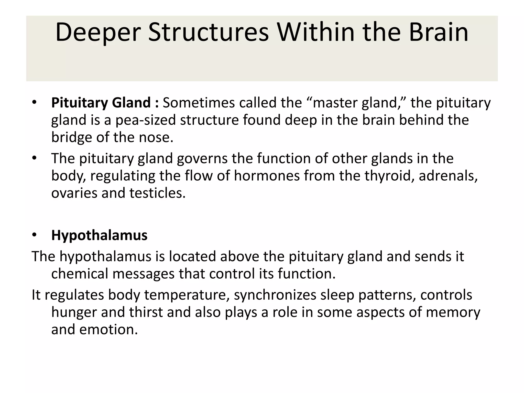 Brain anatomy.pptx