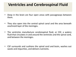 Brain anatomy.pptx