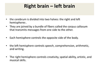 Brain anatomy.pptx