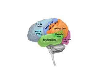 Brain anatomy.pptx