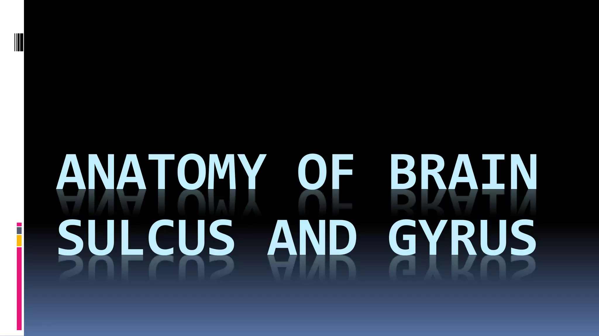 Brain Anatomy.pptx
