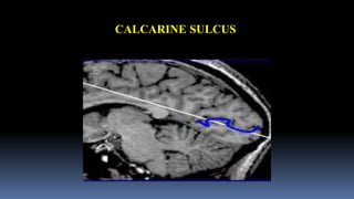 Brain Anatomy.pptx