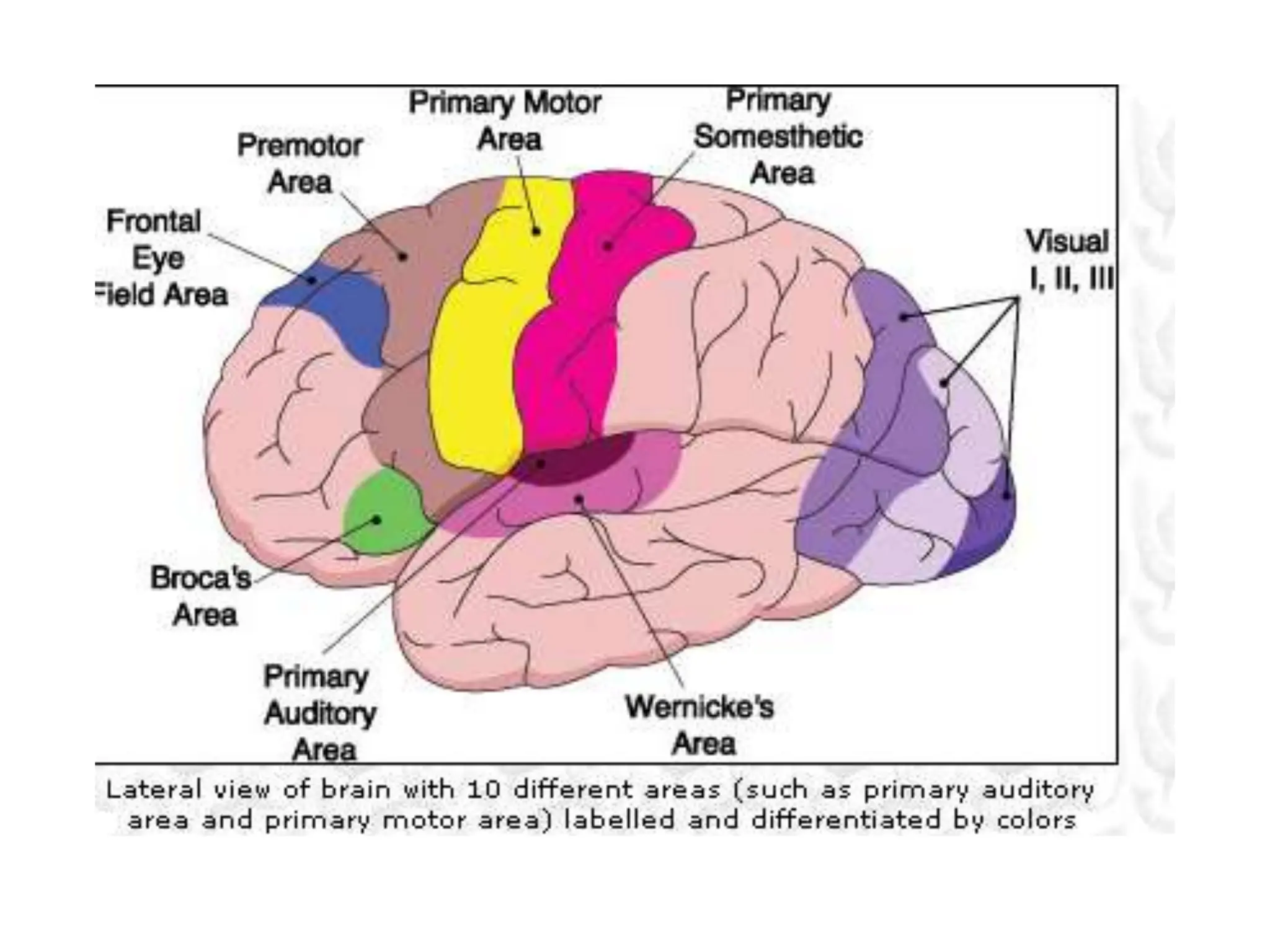 brain anatomy radiology ppt for dnbs.ppt