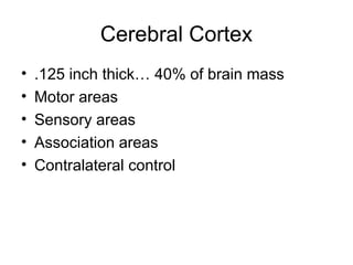 brain_anatomy.pptaaaaaaaaaaaaaaaaaaaaaaqqqqqaa | PPT