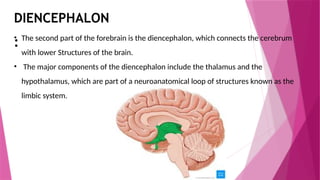 ANATOMY OF BRAIN AND LYMBIC SYSTEM.pptx
