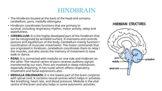 BRAIN ANATOMY WITH CROSS SECTIONAL IMAGING .pptx