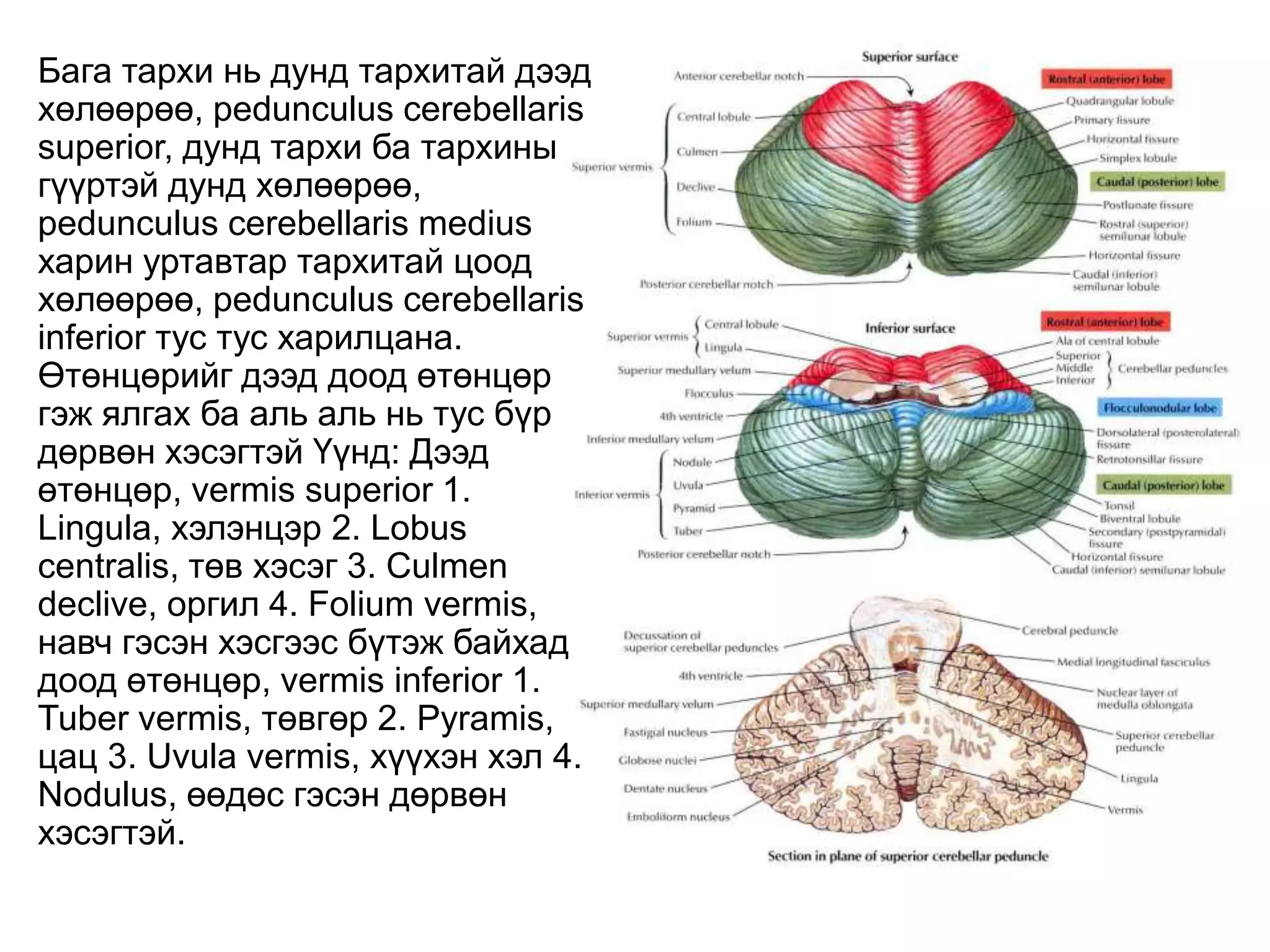 Brain anatomy ariunaa | PPTX