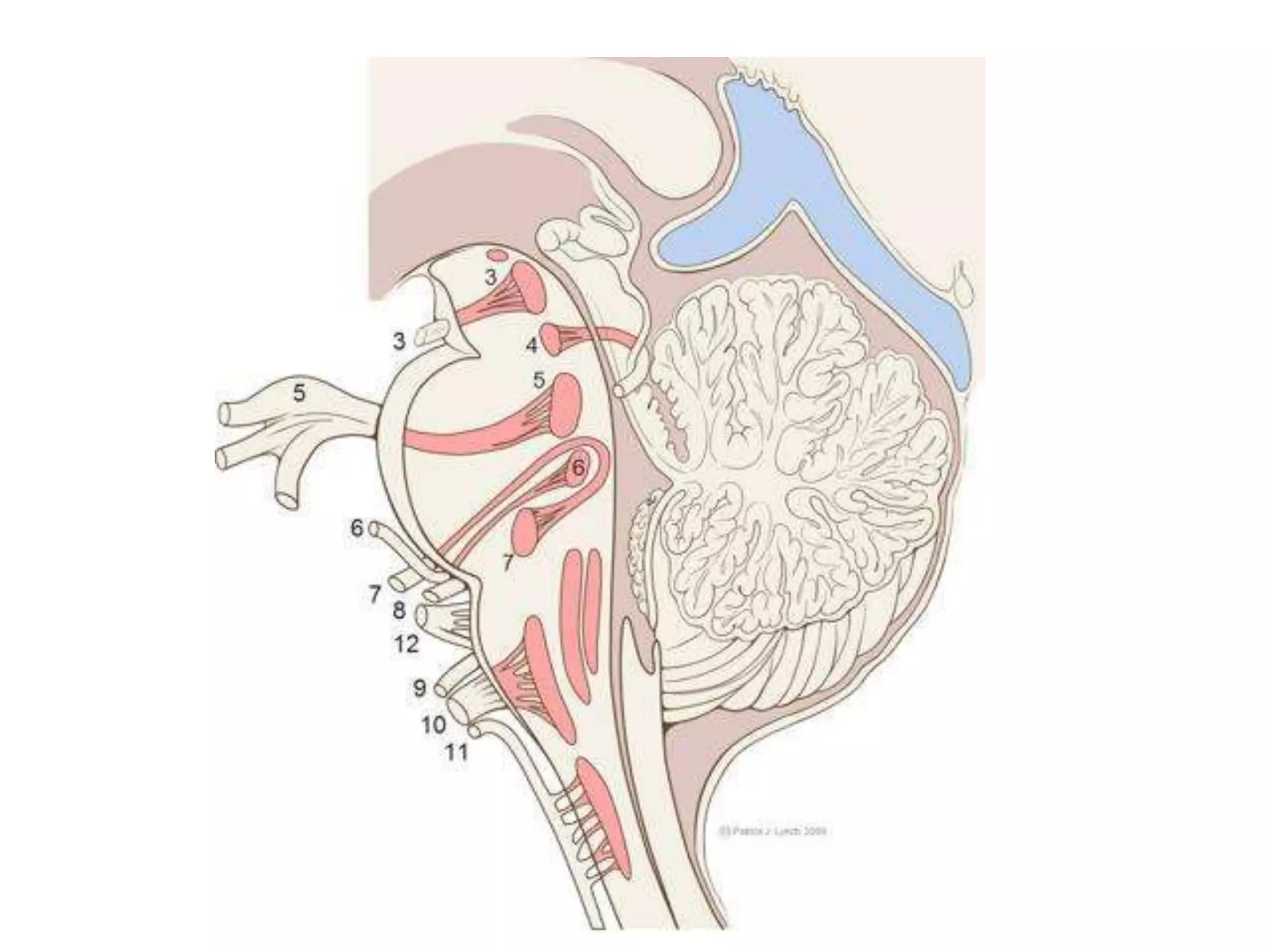 Brain anatomy ariunaa | PPTX