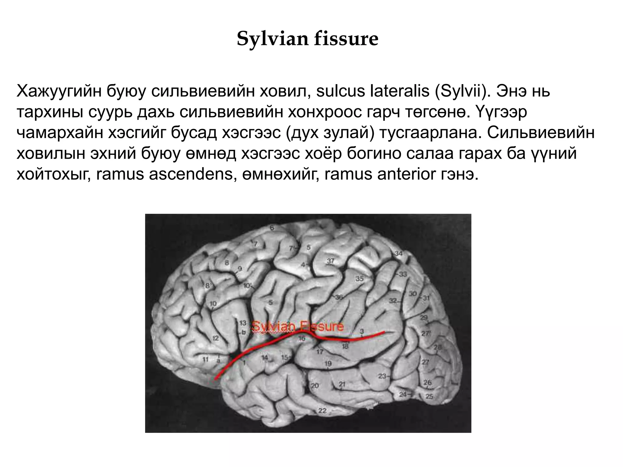 Brain anatomy ariunaa | PPTX
