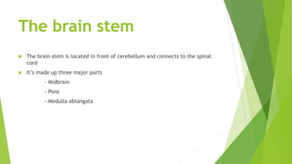Brain anatomy and function.pptx | Free Download