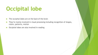 Brain anatomy and function.pptx | Free Download