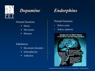 Brain anatomy and function power point | PPT