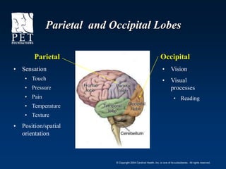 Brain anatomy and function power point | PPT